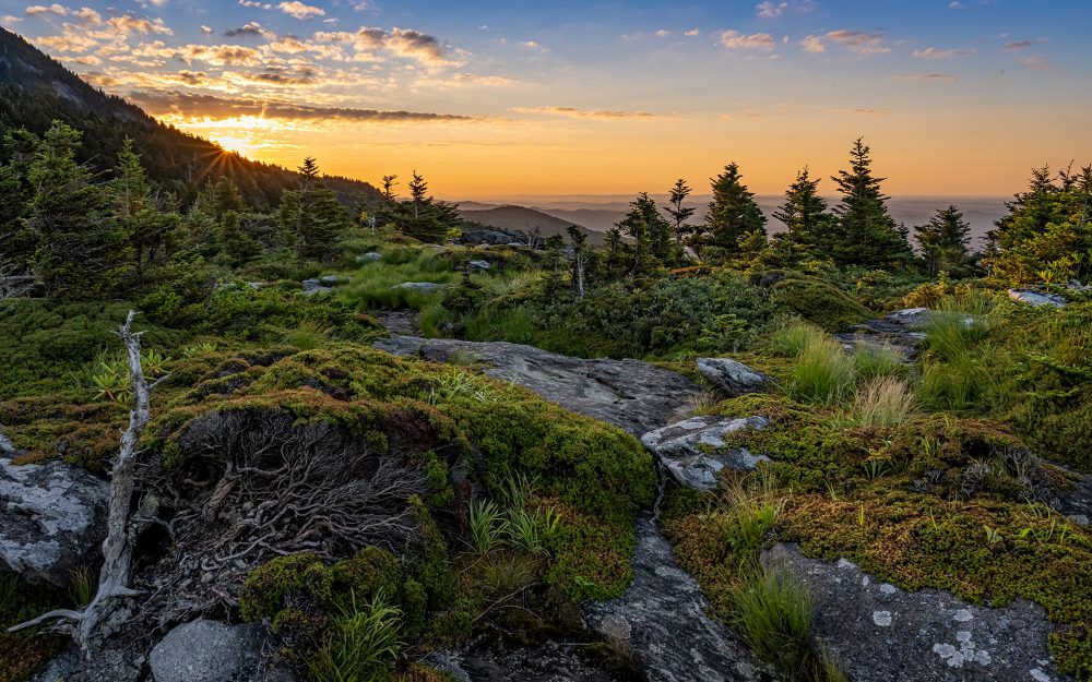 Adult Field Course: Explore the Biodiversity of Grandfather Mountain: A ...